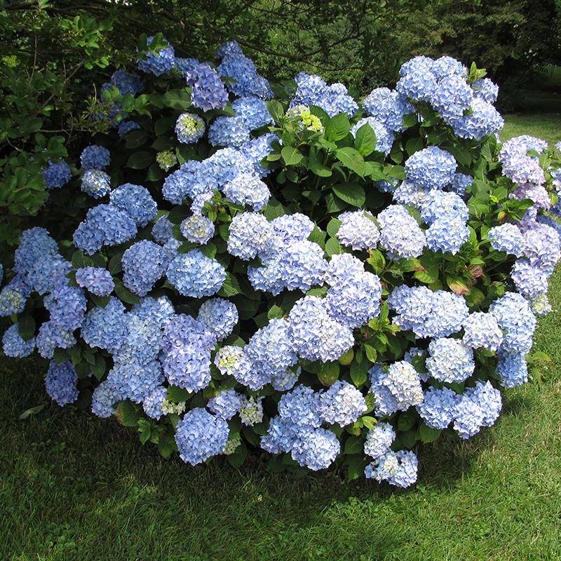 Orginal Endless Summer Hydrangea