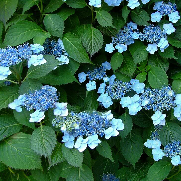 Blue Wave Lacecap Hydrangea