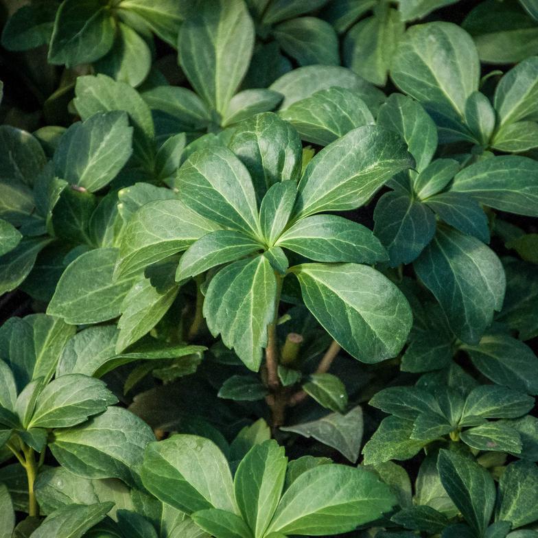 Japanese Pachysandra