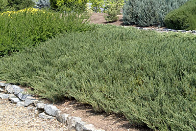 Blue Sargent Juniper