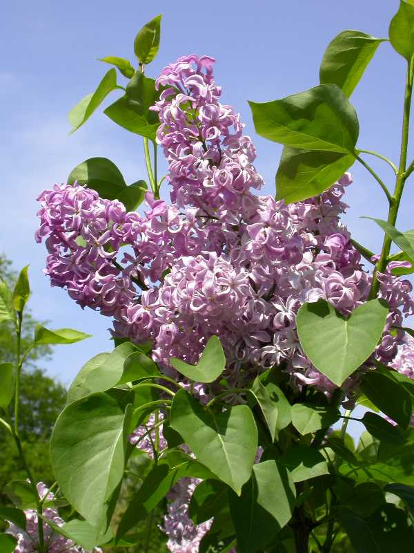 Wedgewood Blue Lilac