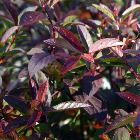 Merlot Virginia Sweetspire