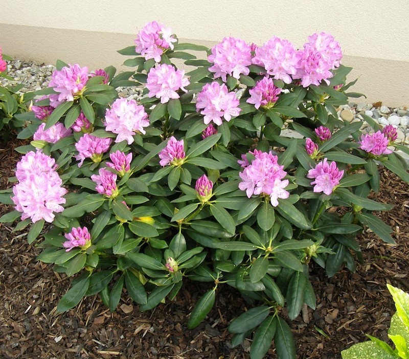 Roseum Elegans Rhododendron