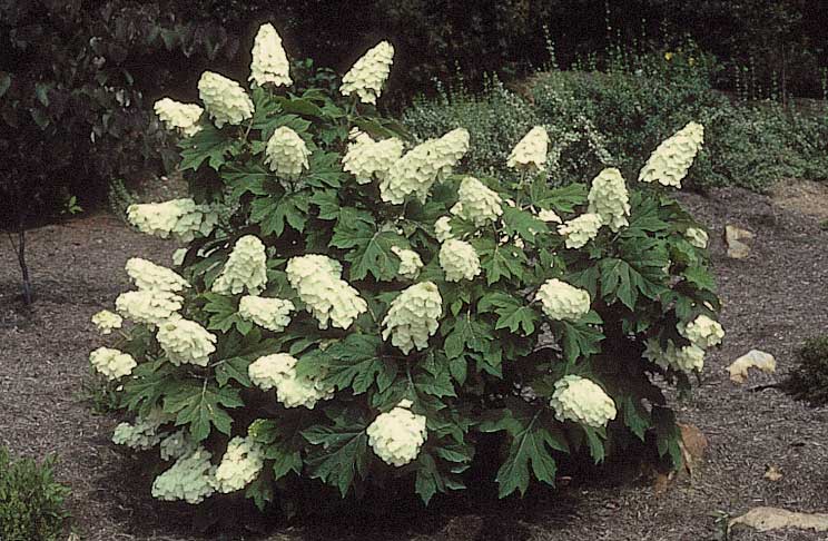 Snow Queen Oakleaf Hydrangea