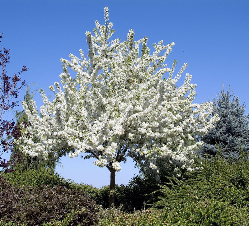 Snowdrift Flowering Crab
