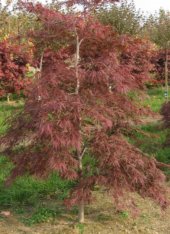 Tamukeyama Threadleaf Japanese Maple
