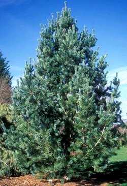 Vanderwolfs Pyramid Limber Pine