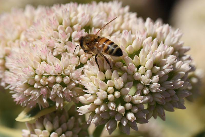 Wildlife:How to Attract Wildlife to Your Garden - Northeast Nursery