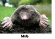 Strategies for Identifying and Controlling Voles and Moles